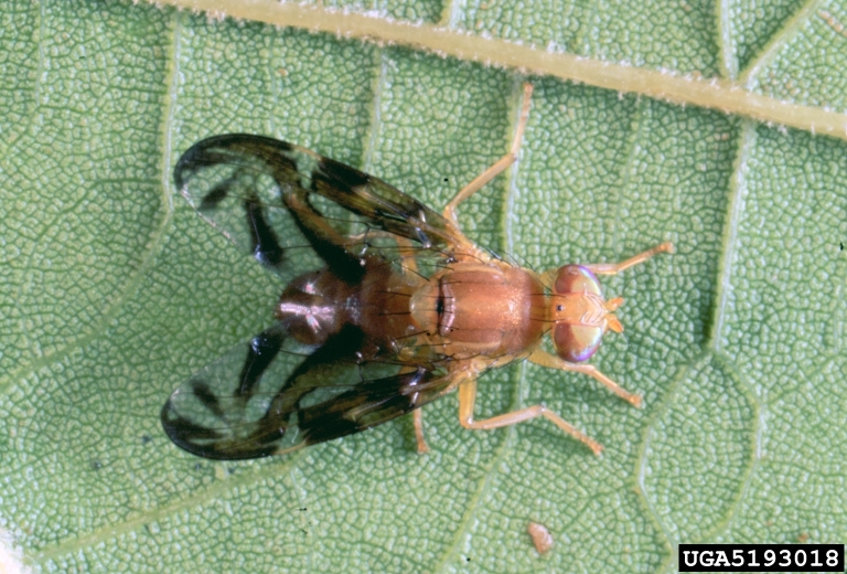 Caribbean fruit fly (Anastrepha suspensa (Loew, 1862))