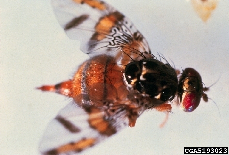 Mediterranean fruit fly, Medfly (Ceratitis capitata)
