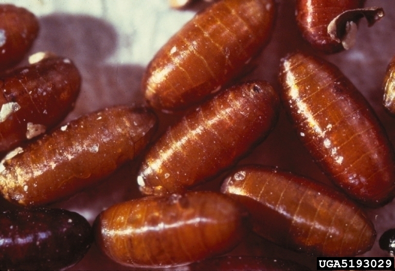 Mediterranean fruit fly, Medfly (Ceratitis capitata)