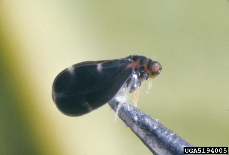 citrus blackfly (Aleurocanthus woglumi Ashby, 1915)
