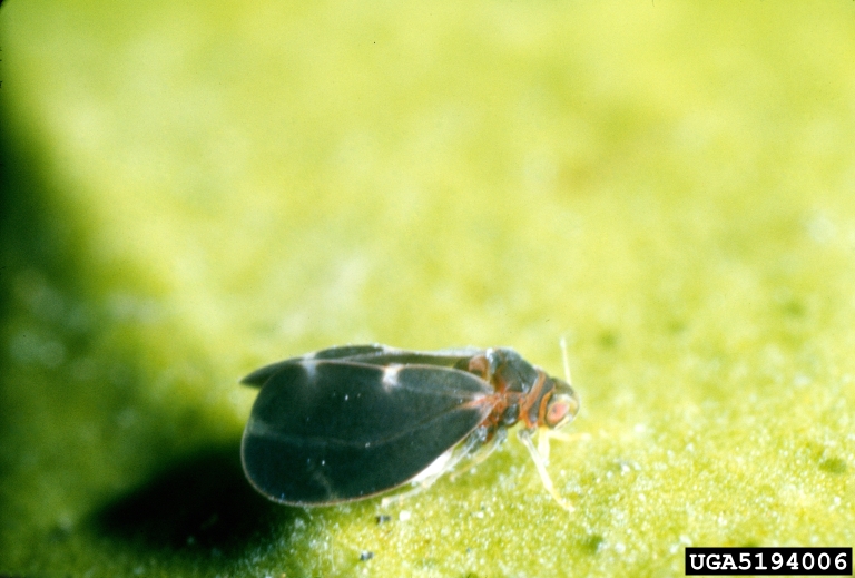 citrus blackfly (Aleurocanthus woglumi Ashby, 1915)