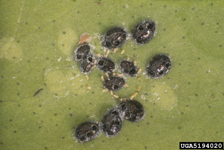 citrus blackfly parasitoid (Amitus hesperidum ) on citrus blackfly ...