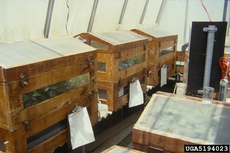 citrus blackfly (Aleurocanthus woglumi Ashby, 1915)