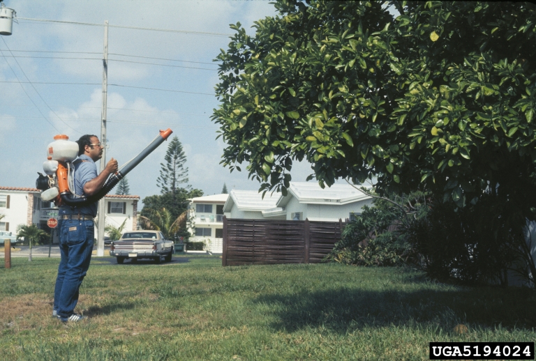 citrus blackfly (Aleurocanthus woglumi Ashby, 1915)