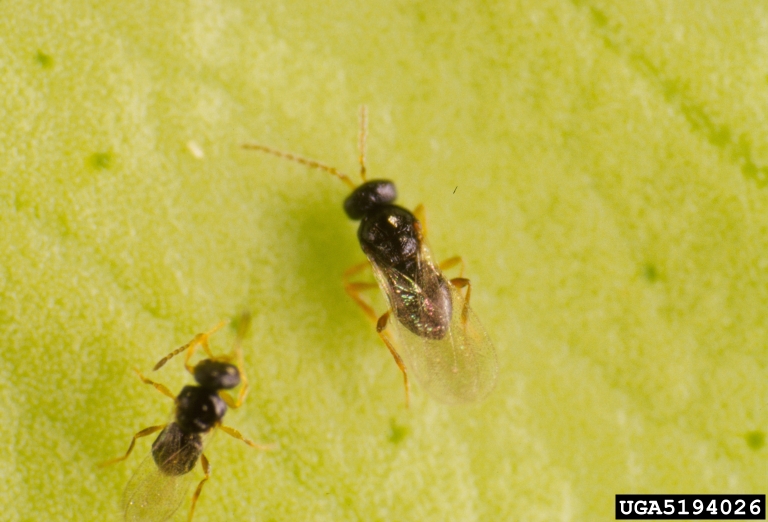 citrus blackfly parasitoid (Amitus hesperidum Silvestri)