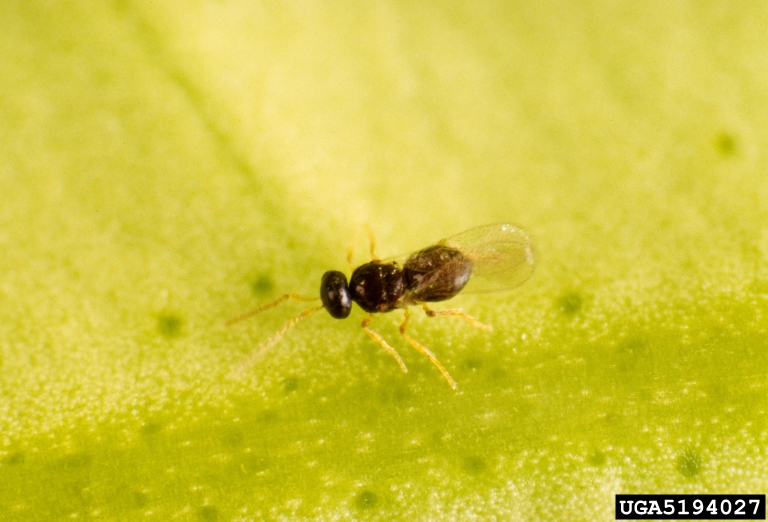 citrus blackfly parasitoid (Amitus hesperidum ) on citrus blackfly ...