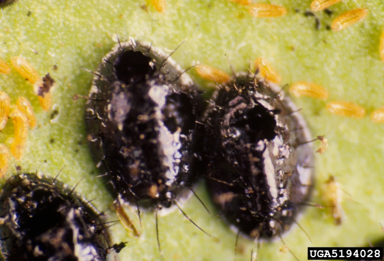 citrus blackfly parasitoid (Amitus hesperidum Silvestri)