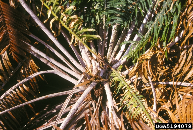 cycad aulacaspis scale (Aulacaspis yasumatsui Takagi, 1977)