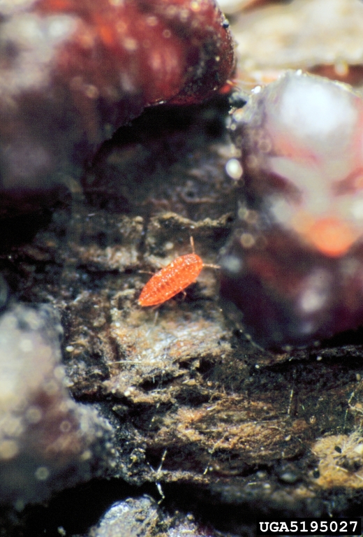 lobate lac scale, Paratachardina pseudolobata (Hemiptera: Kerriidae ...