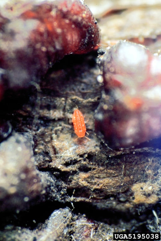 lobate lac scale (Paratachardina pseudolobata Kondo & Gullan)