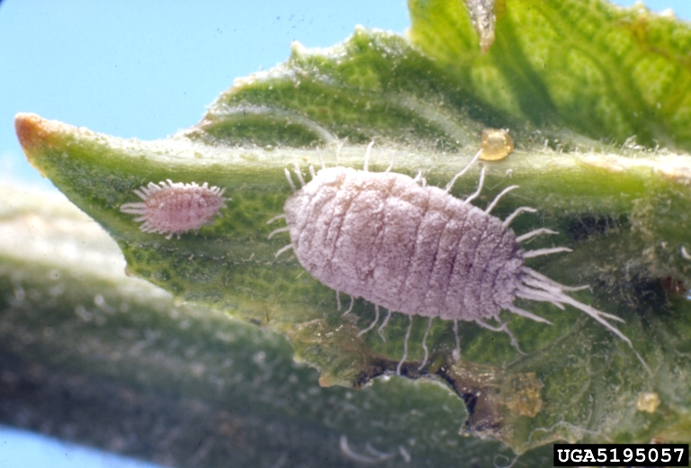 longtailed mealybug (Pseudococcus longispinus (Targioni Tozzetti))