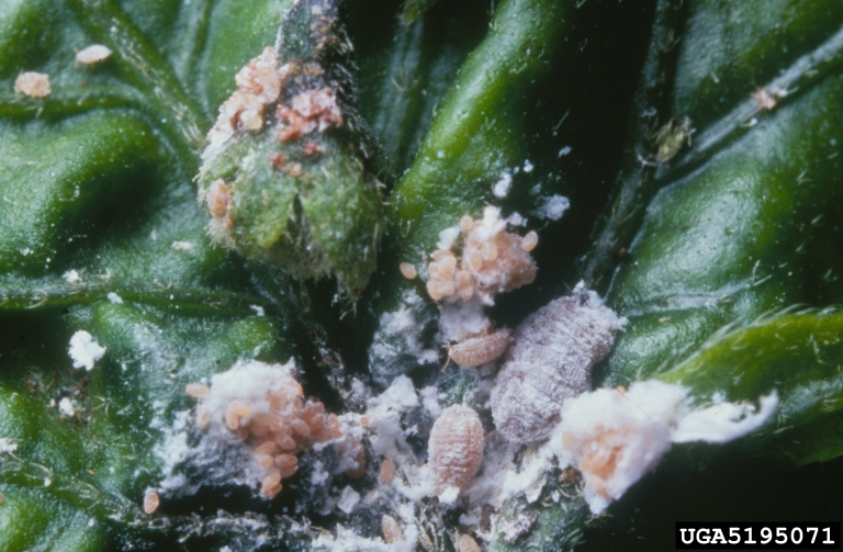 pink hibiscus mealybug (Maconellicoccus hirsutus)