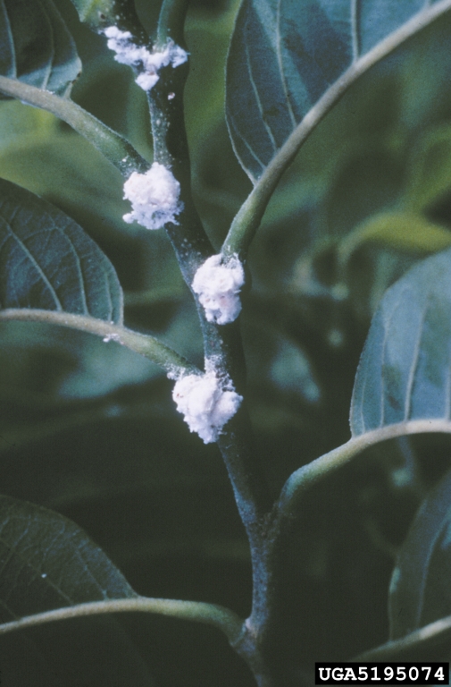 pink hibiscus mealybug (Maconellicoccus hirsutus)