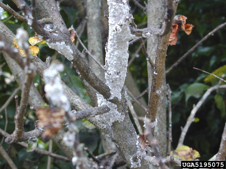 pink hibiscus mealybug (Maconellicoccus hirsutus)