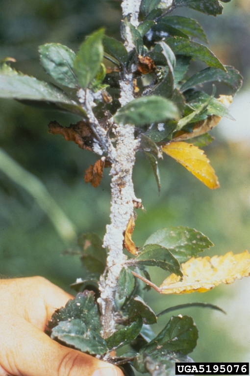 pink hibiscus mealybug (Maconellicoccus hirsutus (Green))