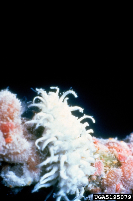 mealybug destroyer (Cryptolaemus montrouzieri ) on pink hibiscus ...