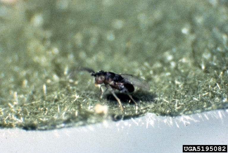 Encyrtid wasp (Anagyrus kamali Moursi)