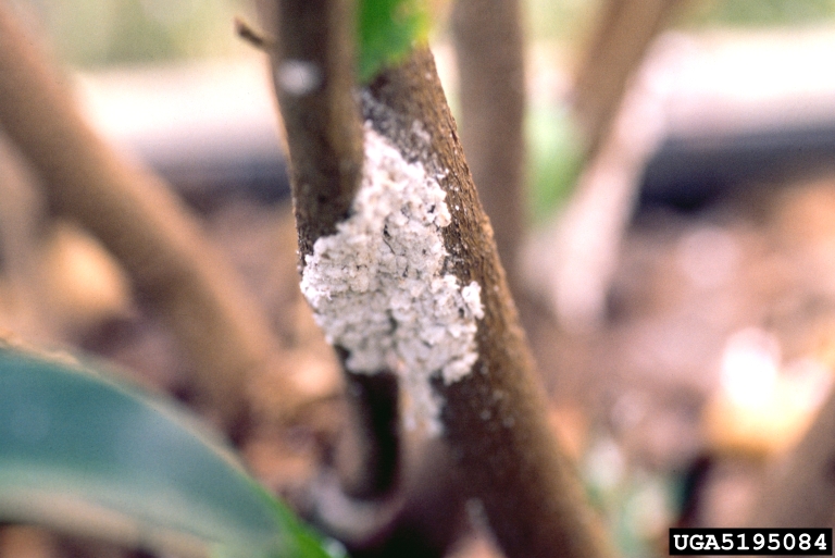 pink hibiscus mealybug (Maconellicoccus hirsutus)