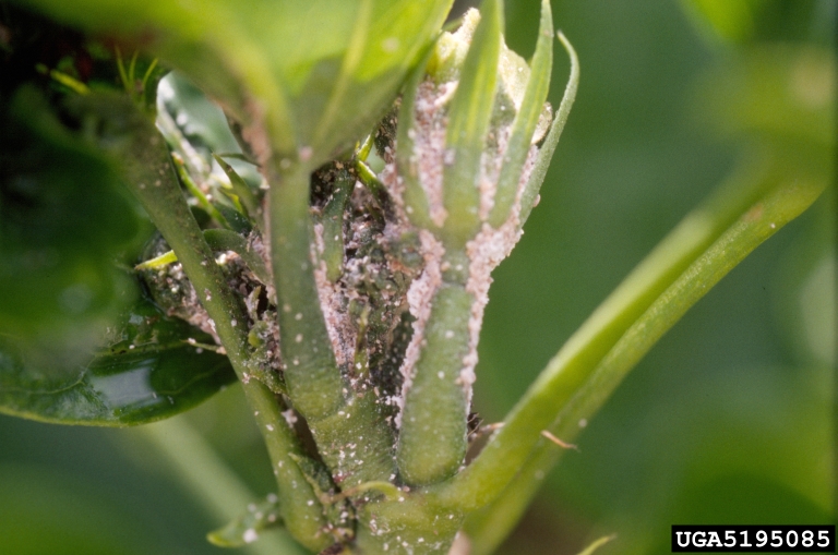 pink hibiscus mealybug (Maconellicoccus hirsutus (Green))