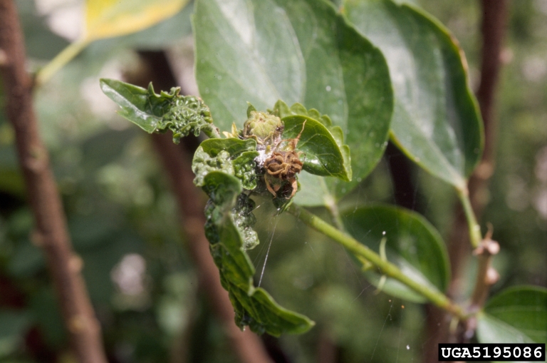 pink hibiscus mealybug (Maconellicoccus hirsutus (Green))