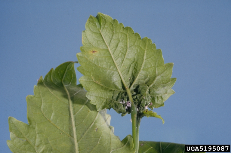pink hibiscus mealybug (Maconellicoccus hirsutus (Green))