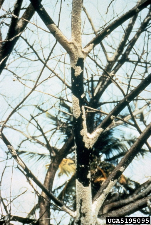 pink hibiscus mealybug (Maconellicoccus hirsutus (Green))
