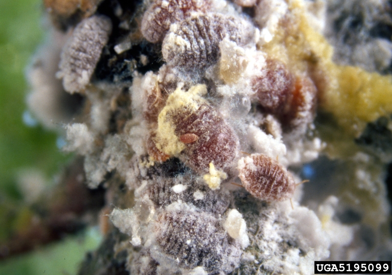 pink hibiscus mealybug (Maconellicoccus hirsutus (Green))