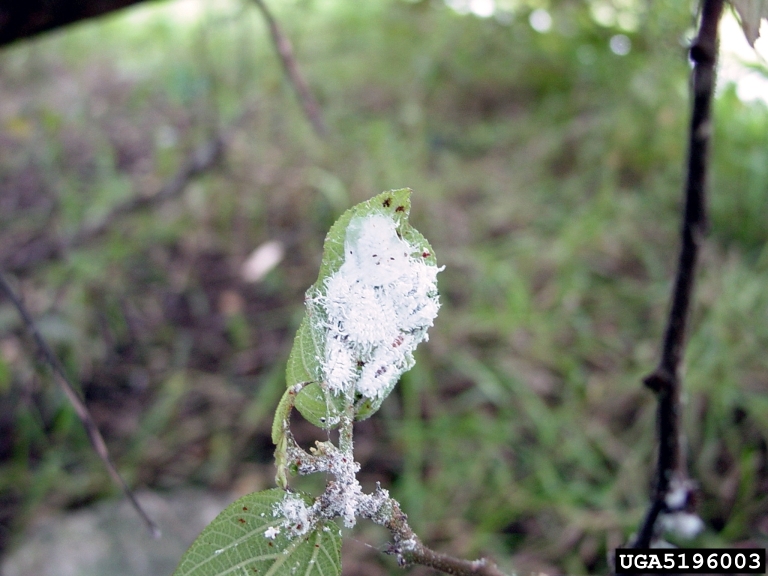 mealybug destroyer (Cryptolaemus montrouzieri ) on pink hibiscus ...