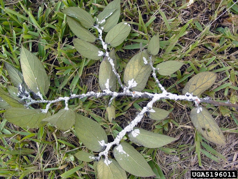 pink hibiscus mealybug (Maconellicoccus hirsutus (Green))