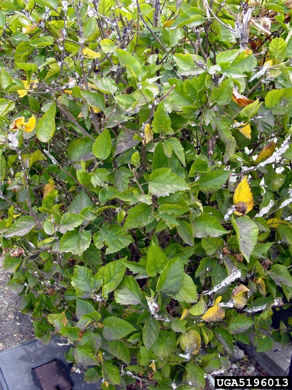 pink hibiscus mealybug (Maconellicoccus hirsutus)