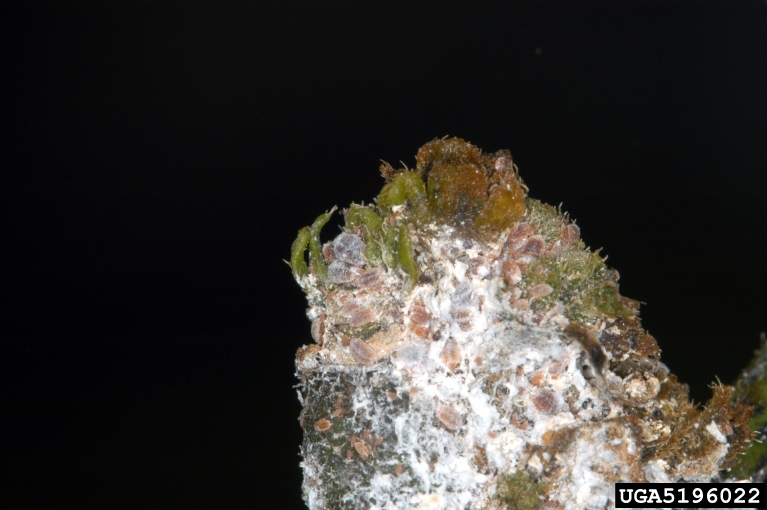 pink hibiscus mealybug (Maconellicoccus hirsutus (Green))