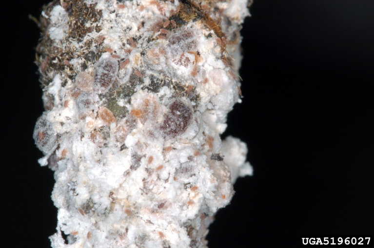 pink hibiscus mealybug (Maconellicoccus hirsutus (Green))