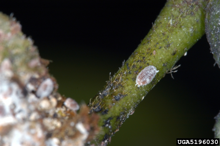 pink hibiscus mealybug (Maconellicoccus hirsutus (Green))