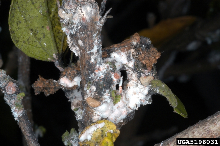 pink hibiscus mealybug (Maconellicoccus hirsutus (Green))