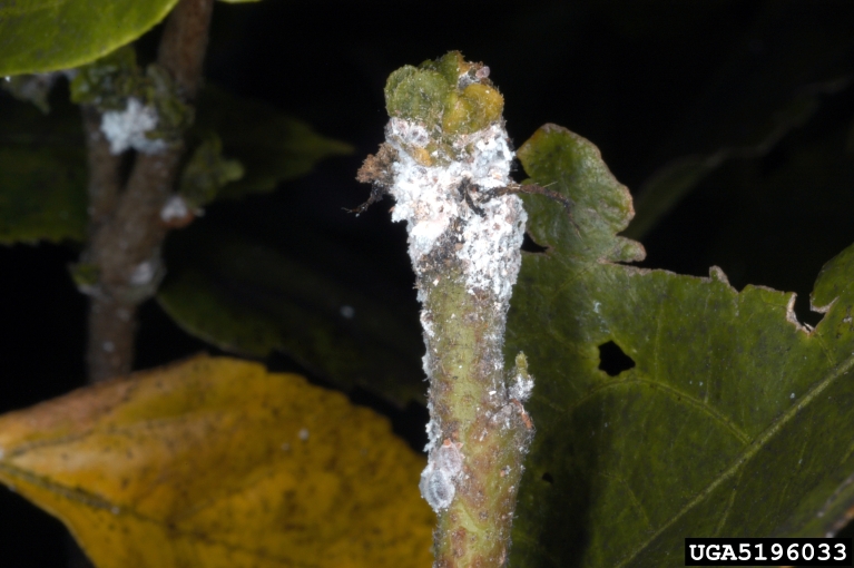 pink hibiscus mealybug (Maconellicoccus hirsutus)