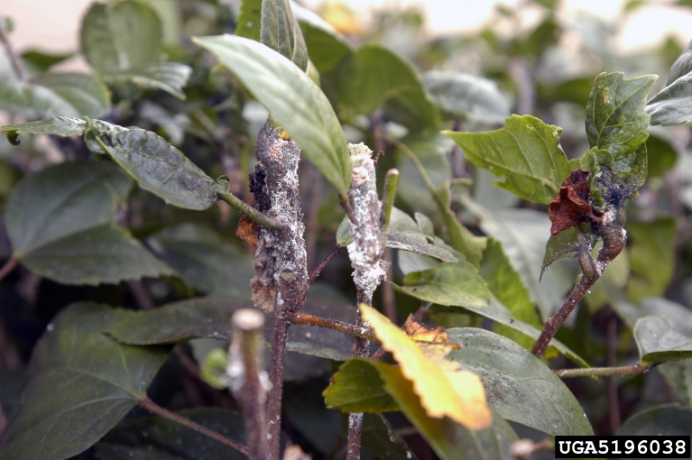 pink hibiscus mealybug (Maconellicoccus hirsutus (Green))