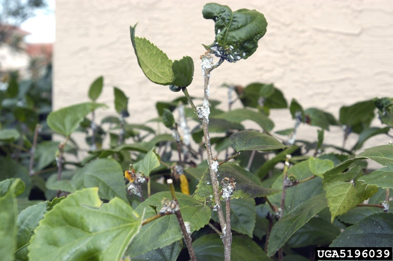 pink hibiscus mealybug (Maconellicoccus hirsutus (Green))
