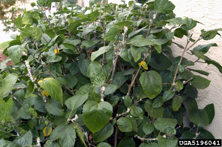 pink hibiscus mealybug (Maconellicoccus hirsutus (Green))