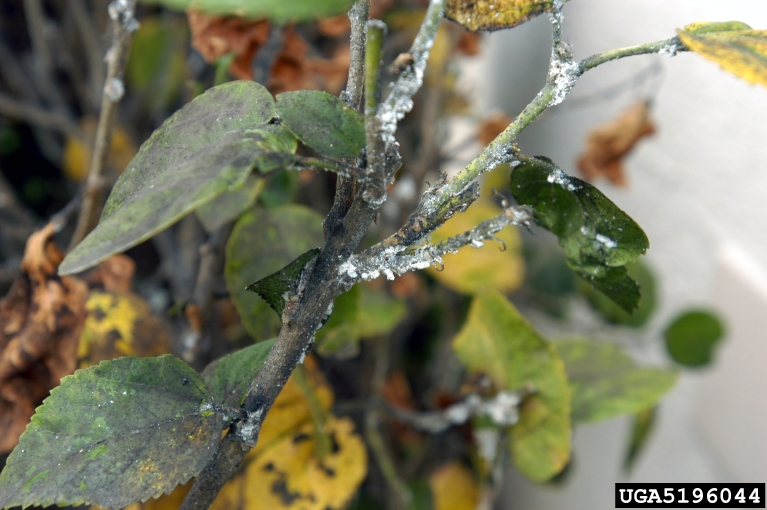 pink hibiscus mealybug, Maconellicoccus hirsutus (Hemiptera ...
