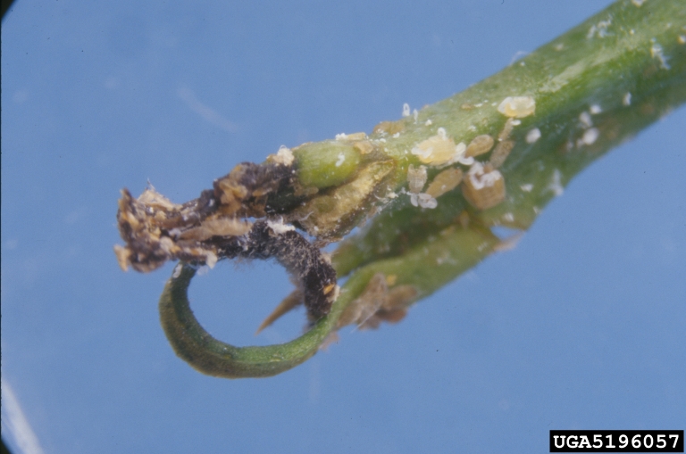 Asian citrus psyllid (Diaphorina citri Kuwayama, 1908)