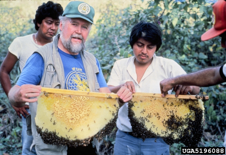 Africanized honey bee (Apis mellifera ssp. scutellata Lepeletier)