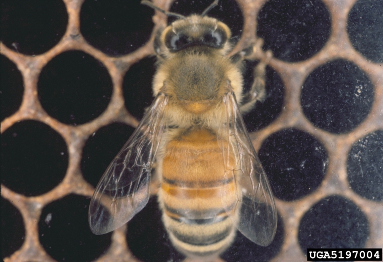 honey bee, Apis mellifera (Hymenoptera: Apidae) - 5197004