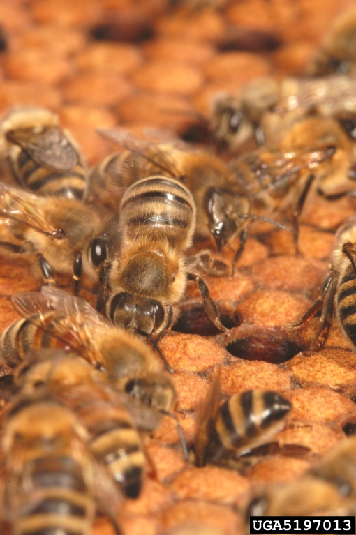 honey bee (Apis mellifera Linnaeus)