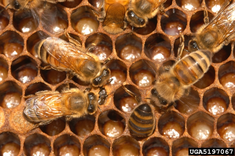 honey bee (Apis mellifera)