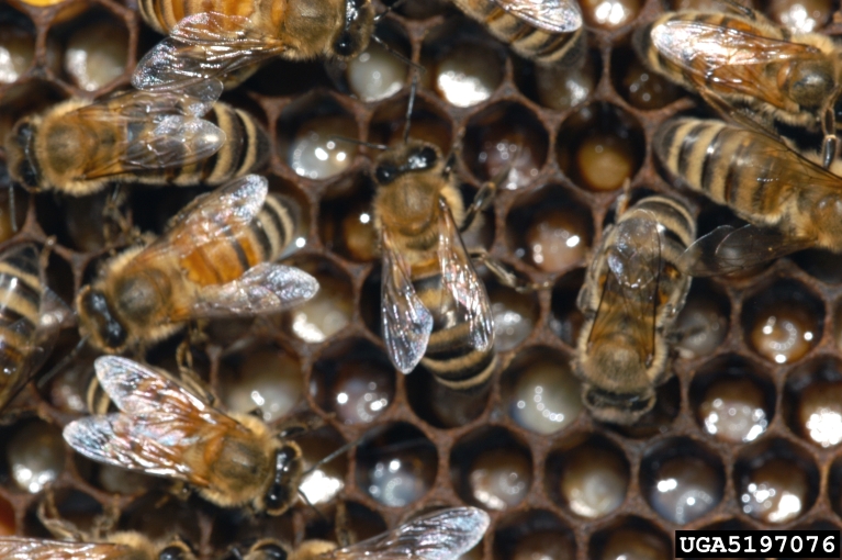 honey bee (Apis mellifera)