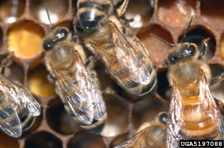 honey bee (Apis mellifera Linnaeus)