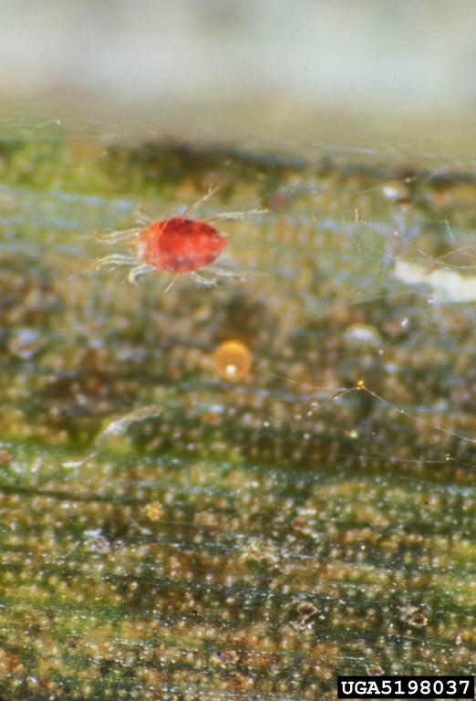coconut spider mite, Oligonychus velascoi (Acari: Tetranychidae) - 5198037