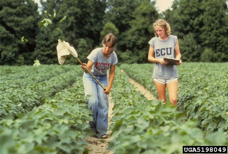 boll weevil (Anthonomus grandis Boheman, 1843)