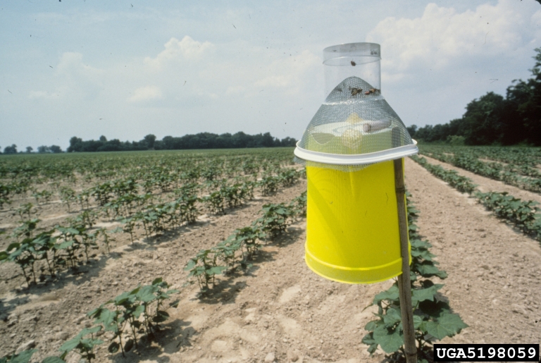 boll weevil (Anthonomus grandis Boheman, 1843)