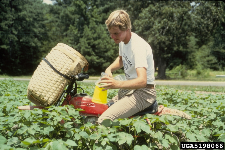 boll weevil (Anthonomus grandis)
